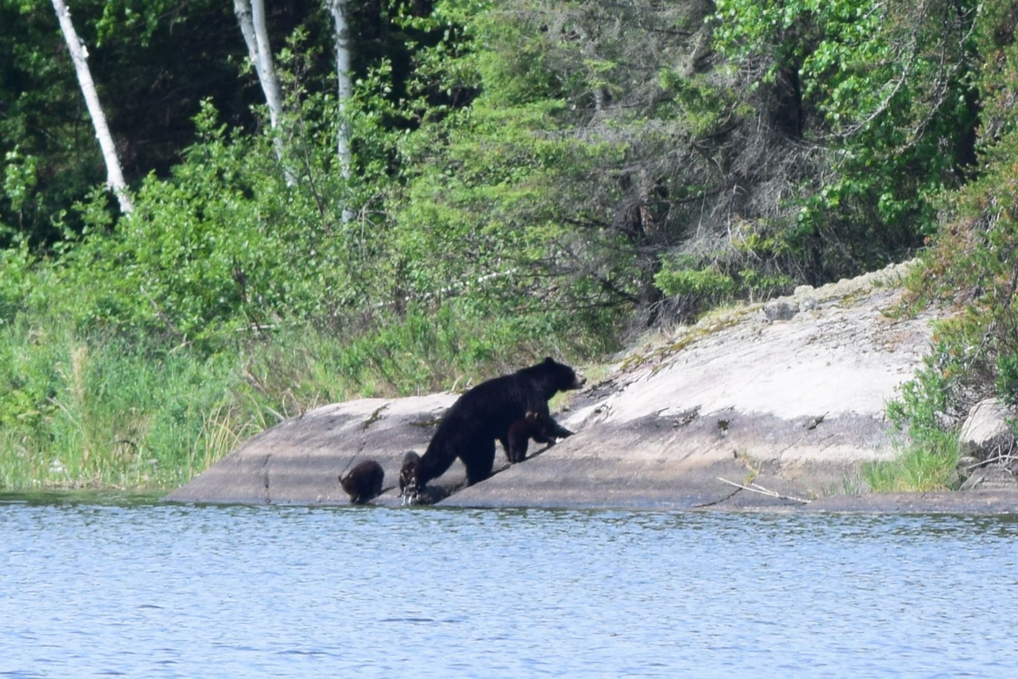 6 Tips for Black Bear Preparedness in Boundary Waters | OutdoorSkillz